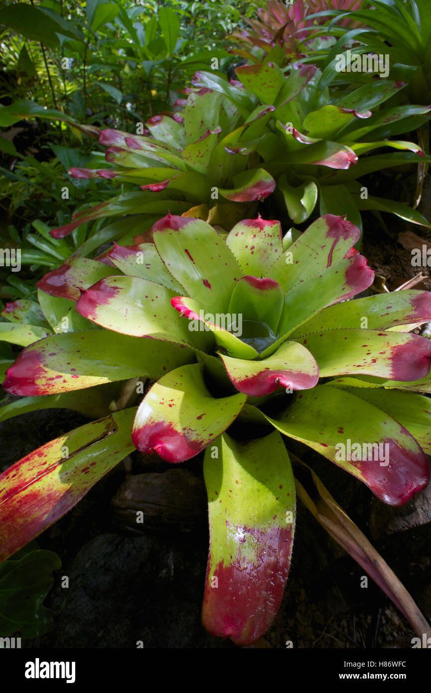 Bromeliad (Neoregelia sp) group on fallen log, Osa Peninsula, Costa ...