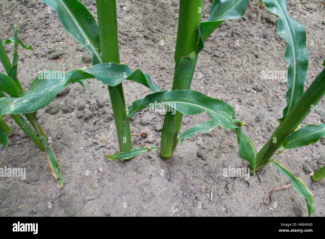 Corn plant roots hi-res stock photography and images - Alamy