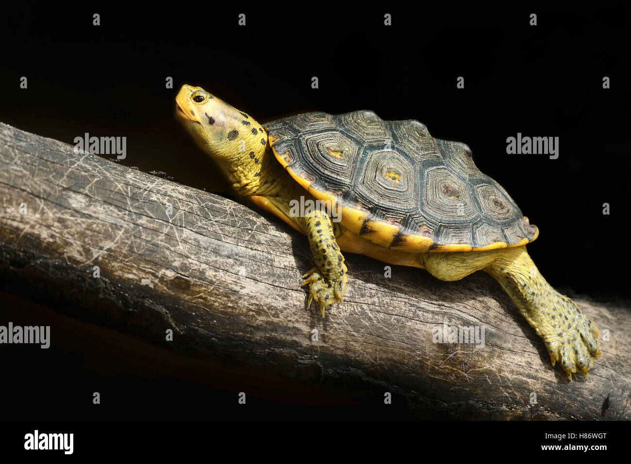 Diamondback Terrapin (Malaclemys terrapin) sunning on log, Sanibel ...