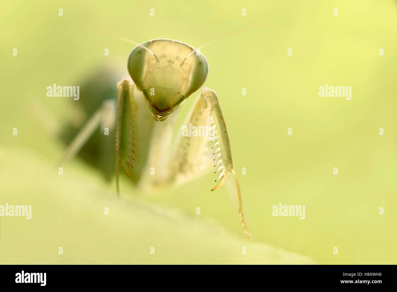 Congo Green Praying Mantis (Sphodromantis aurea), Zuid-Holland ...