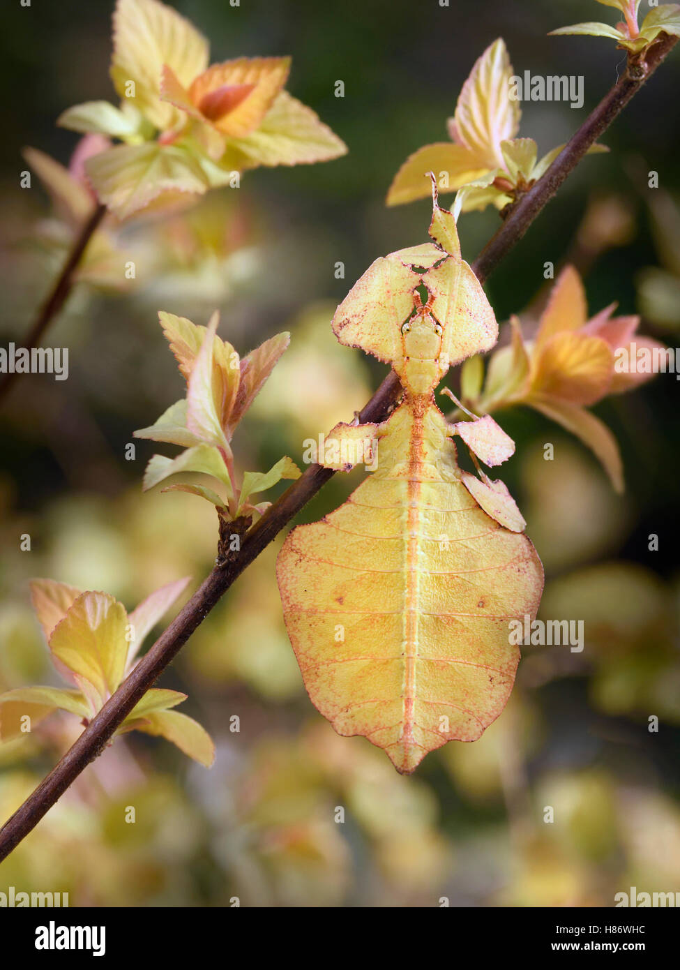 Giant Leaf Insect (Phyllium giganteum) camouflaged amongst leaves, Zuid ...
