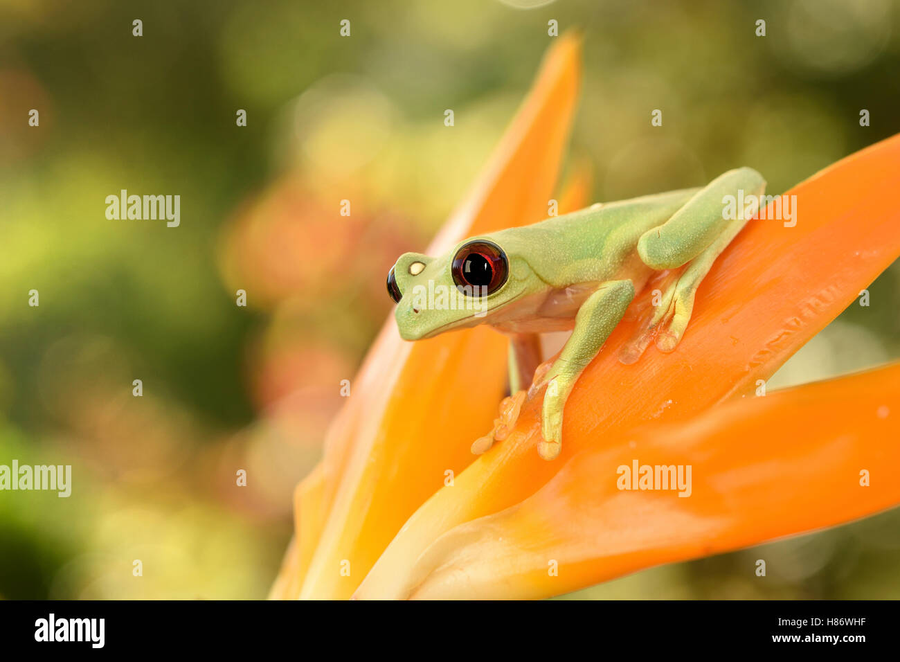 Gliding Leaf Frog (Agalychnis spurrelli) on flower, Zuid-Holland ...