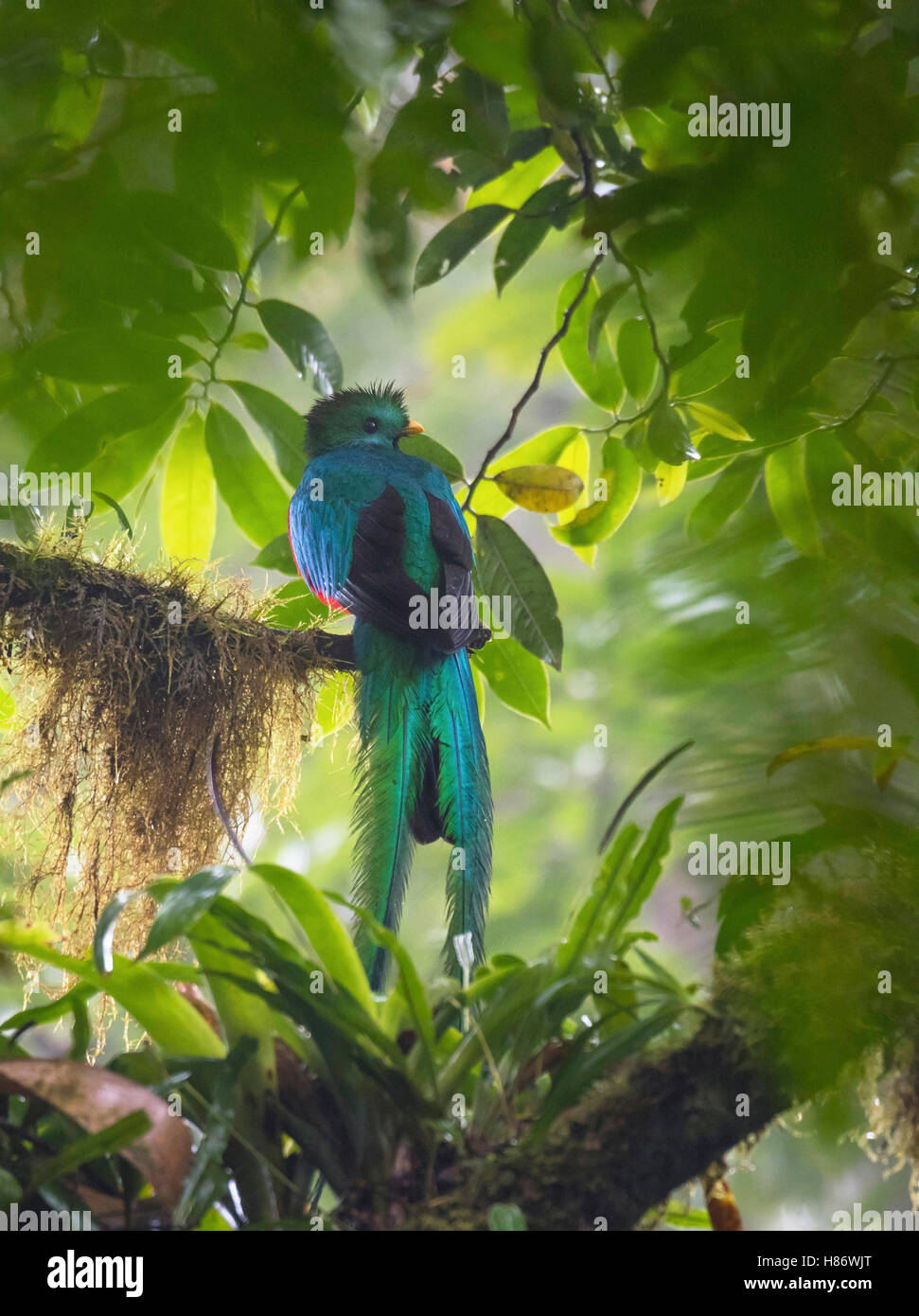Resplendent Quetzal (Pharomachrus mocinno) male in cloud forest ...
