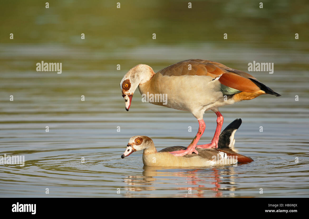 Egyptian Goose (Alopochen aegyptiacus) pair about to mate, Kruger ...