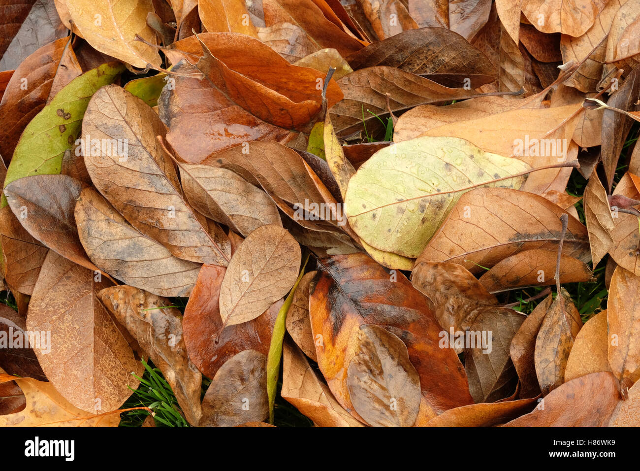Carpet of leaves Stock Photo - Alamy
