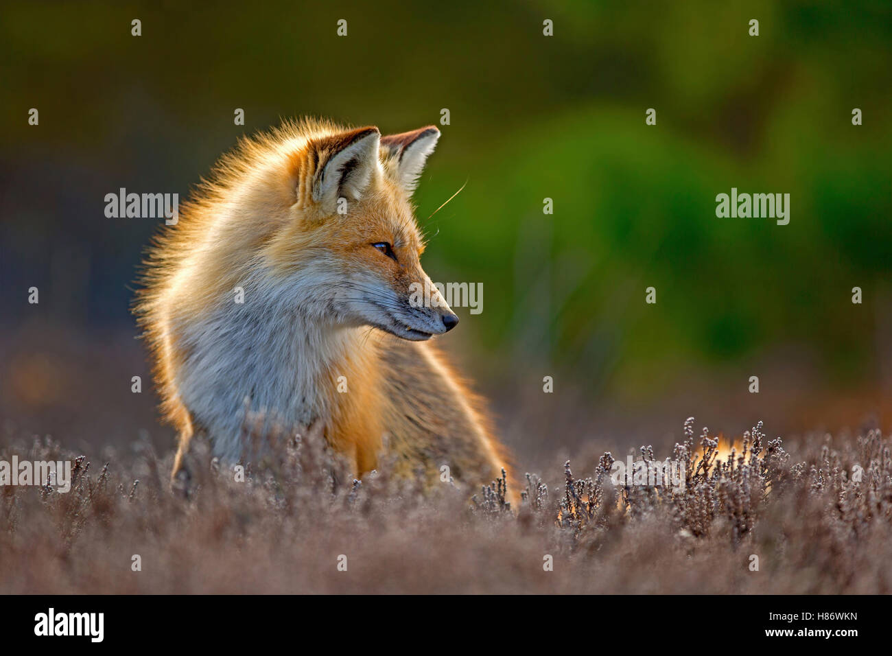 Red Fox (Vulpes vulpes), Island Beach State Park, New Jersey Stock ...