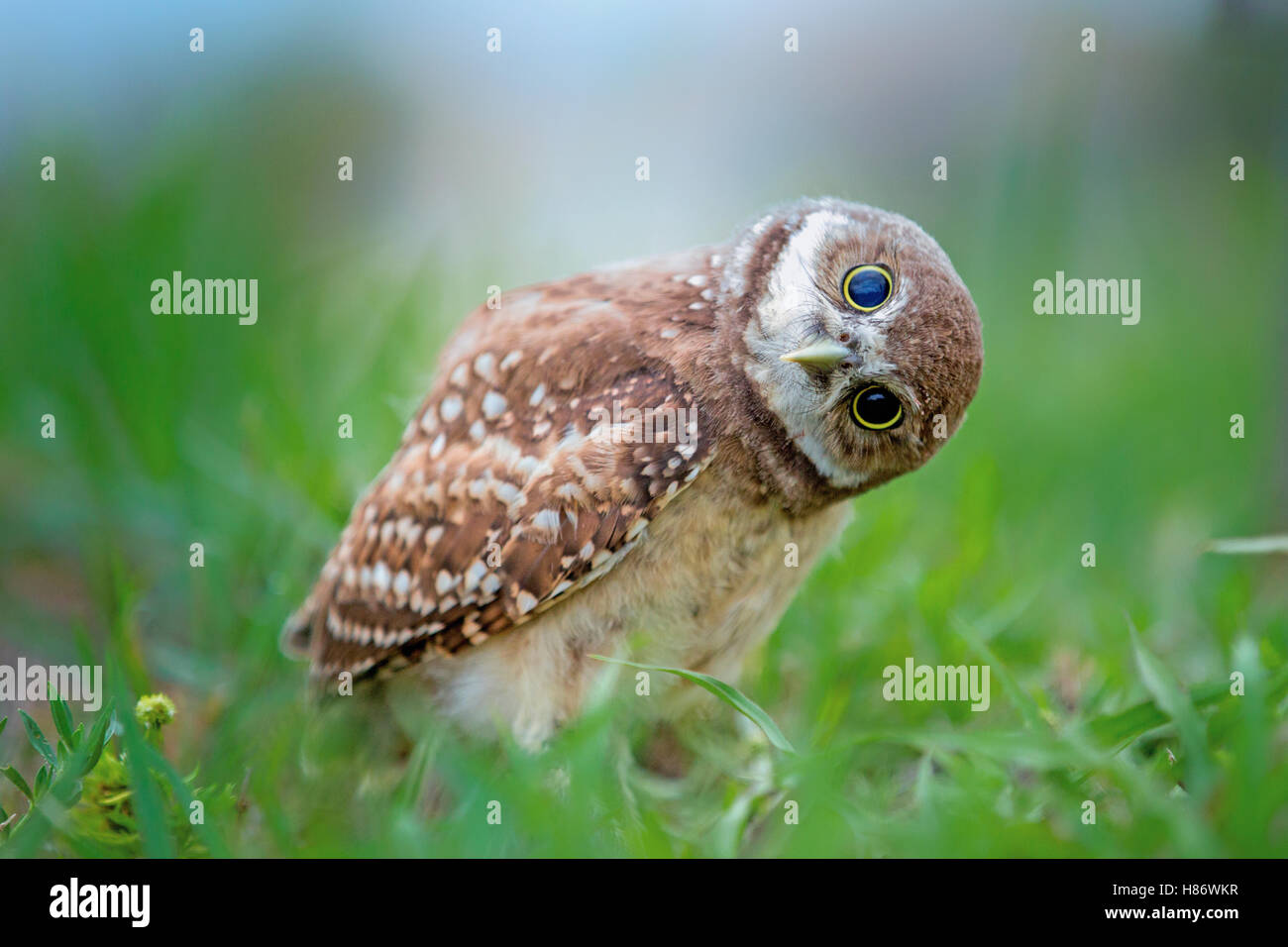 Burrowing Owl (Athene cunicularia) curious owlet, Cape Coral, Florida Stock Photo - Alamy