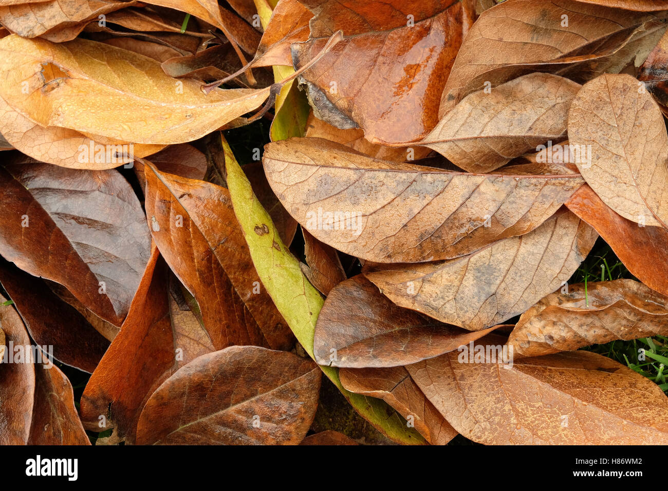 Carpet of leaves Stock Photo - Alamy