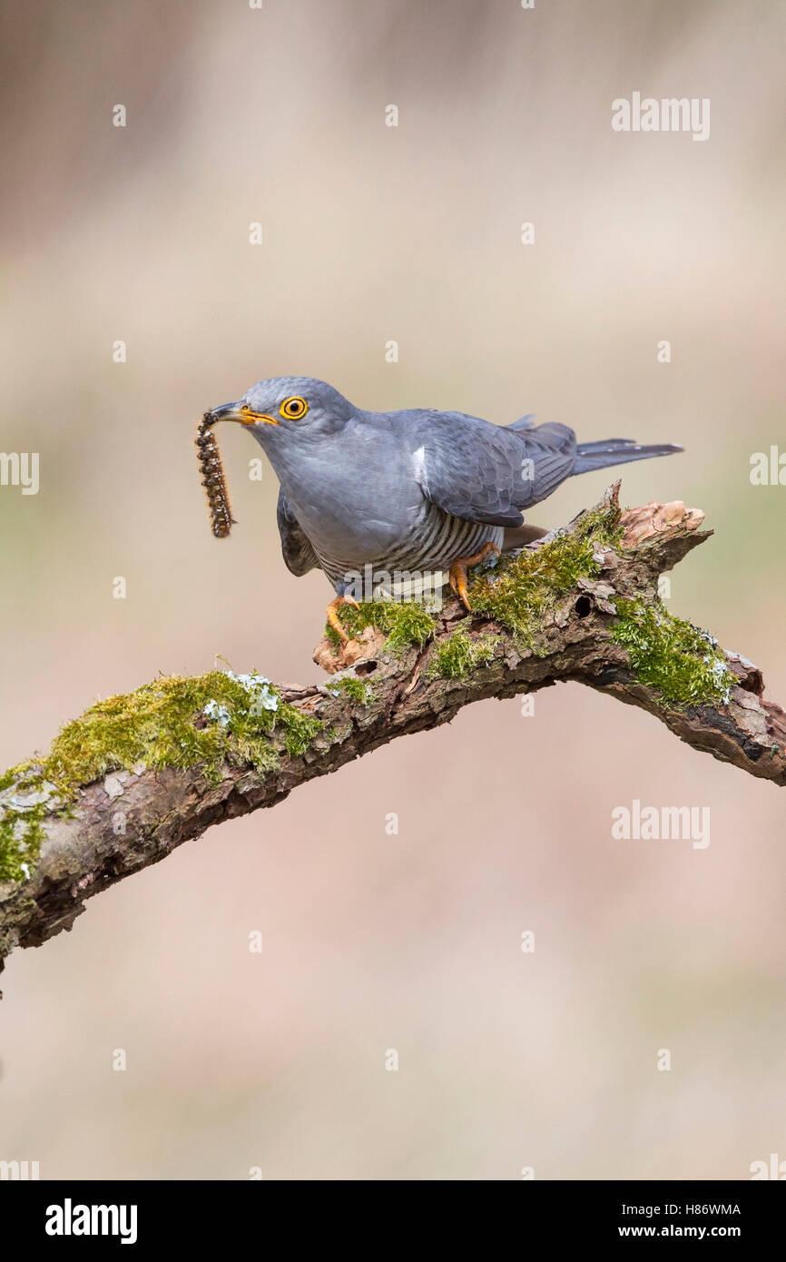 Common Cuckoo (Cuculus canorus) with caterpillar prey, Scotland, United ...