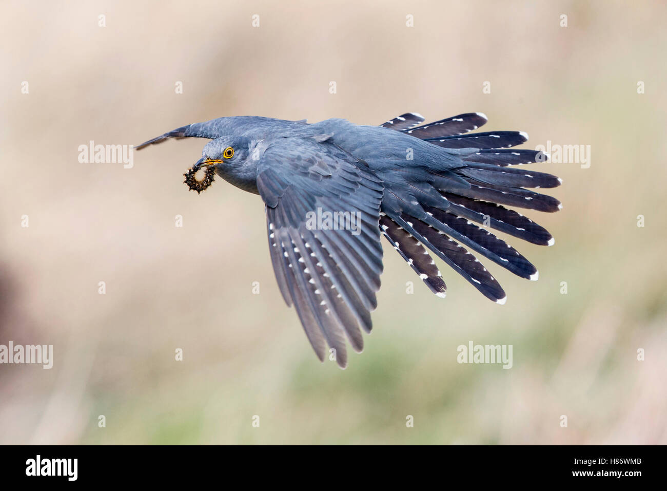 Common Cuckoo (Cuculus canorus) flying with caterpillar prey, Scotland ...