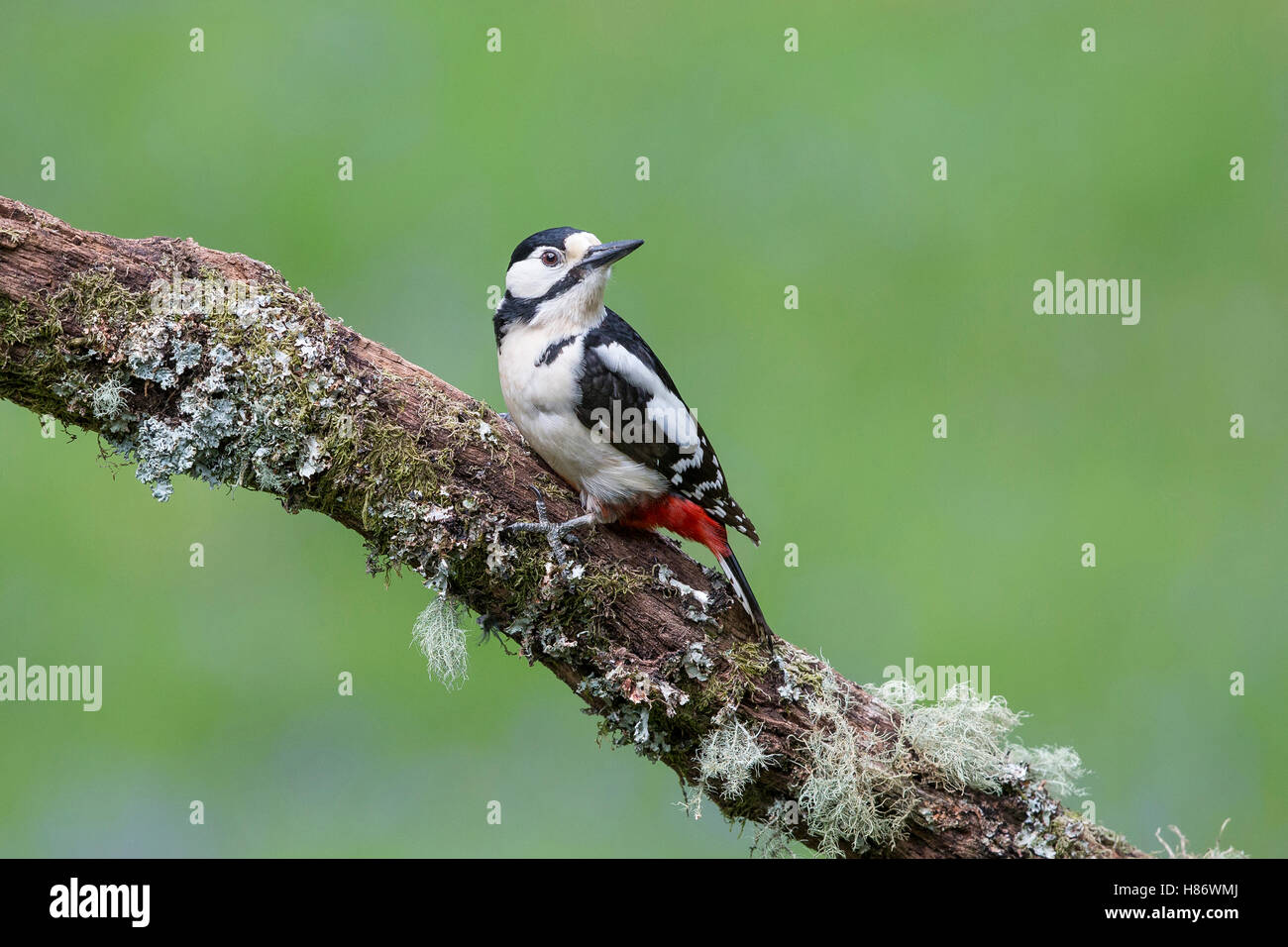 Great Spotted Woodpecker (Dendrocopos major), Scotland, United Kingdom ...