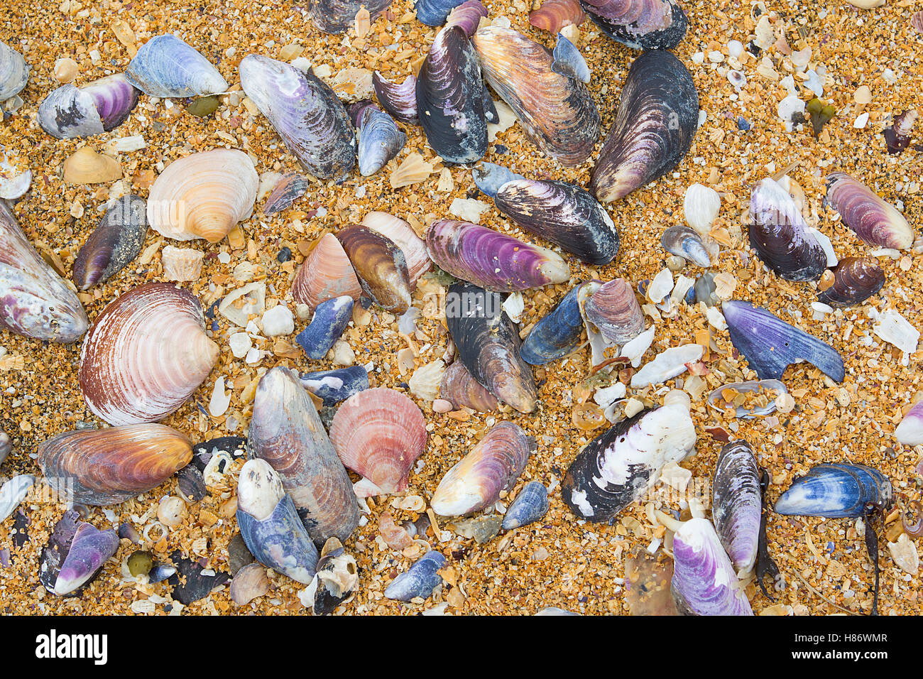 Shells on beach, Raudasandur, Iceland Stock Photo - Alamy