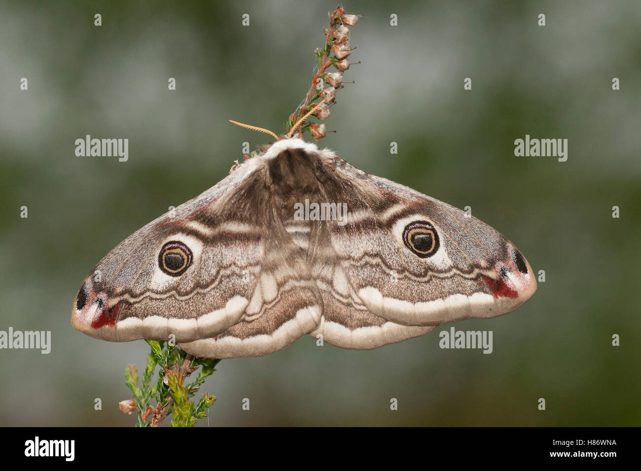 Small Emperor Moth (Saturnia pavonia) showing false eyespots ...