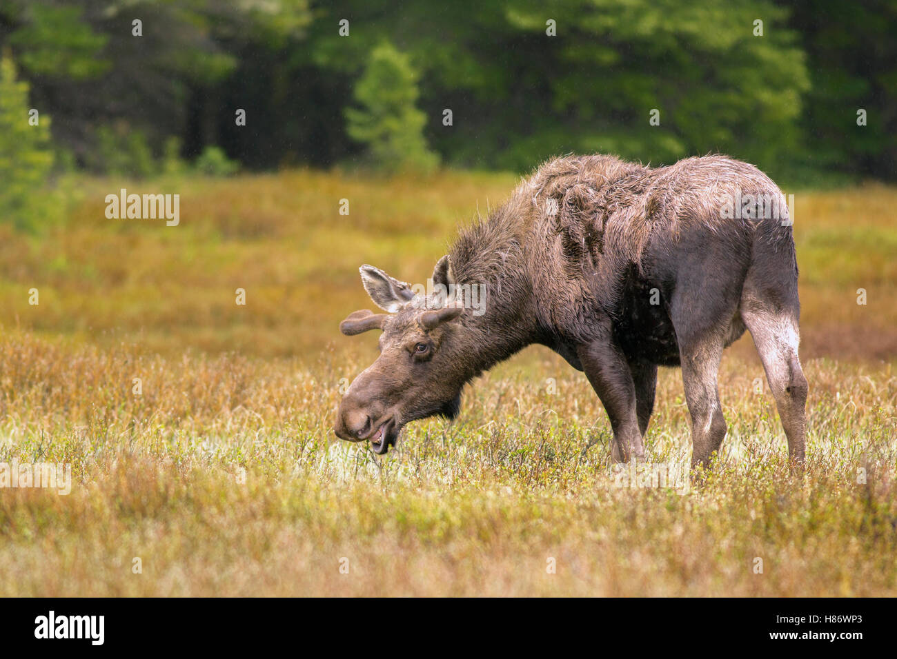 Moose (Alces alces shirasi) male grazing, Yellowstone National Park ...