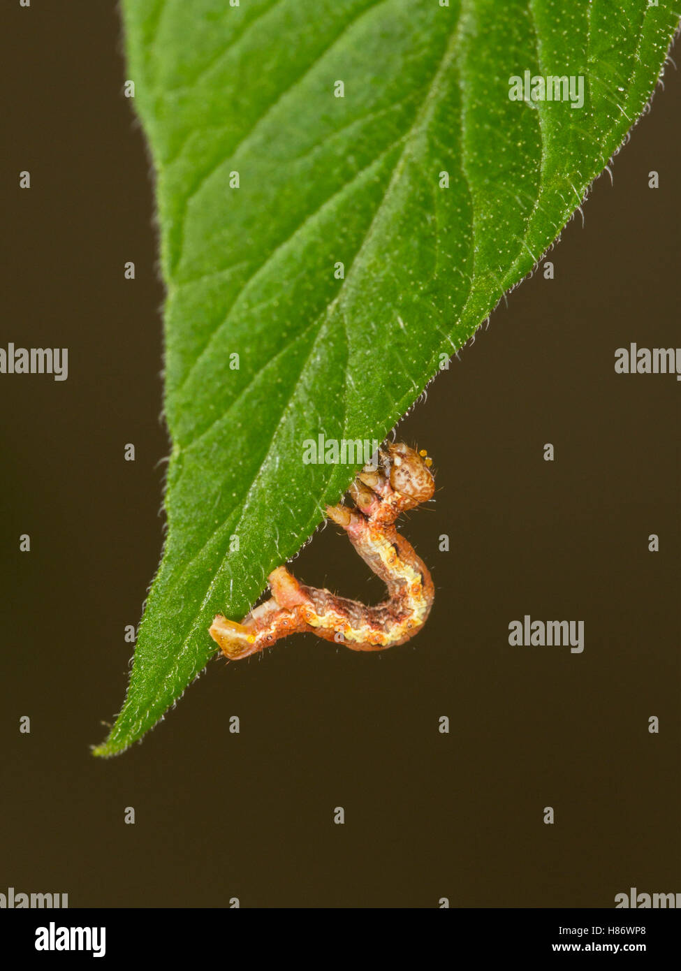 Mottled umber caterpillar erannis defoliaria hi-res stock photography ...
