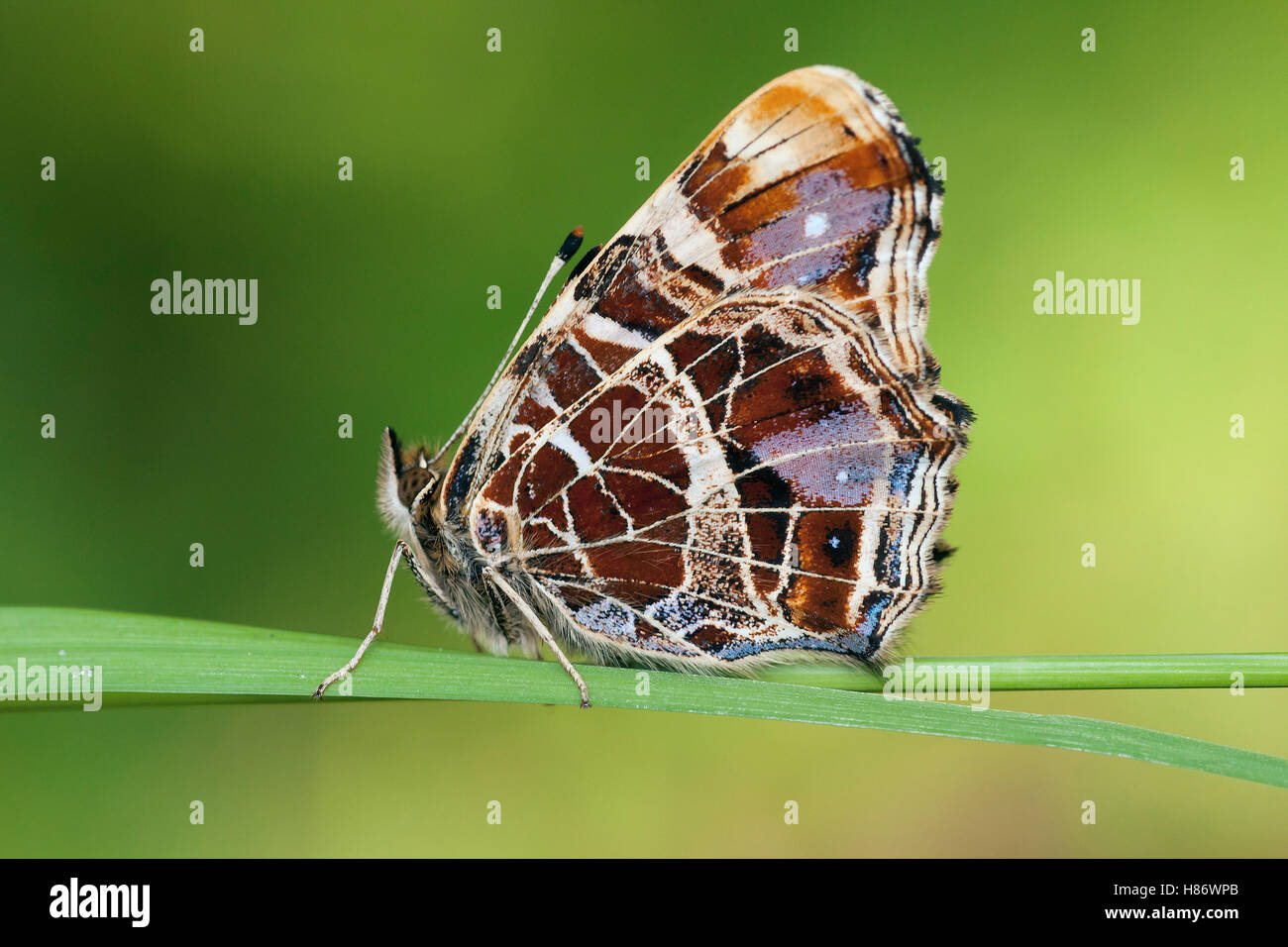 Map Butterfly (Araschnia levana), Overijssel, Netherlands Stock Photo ...
