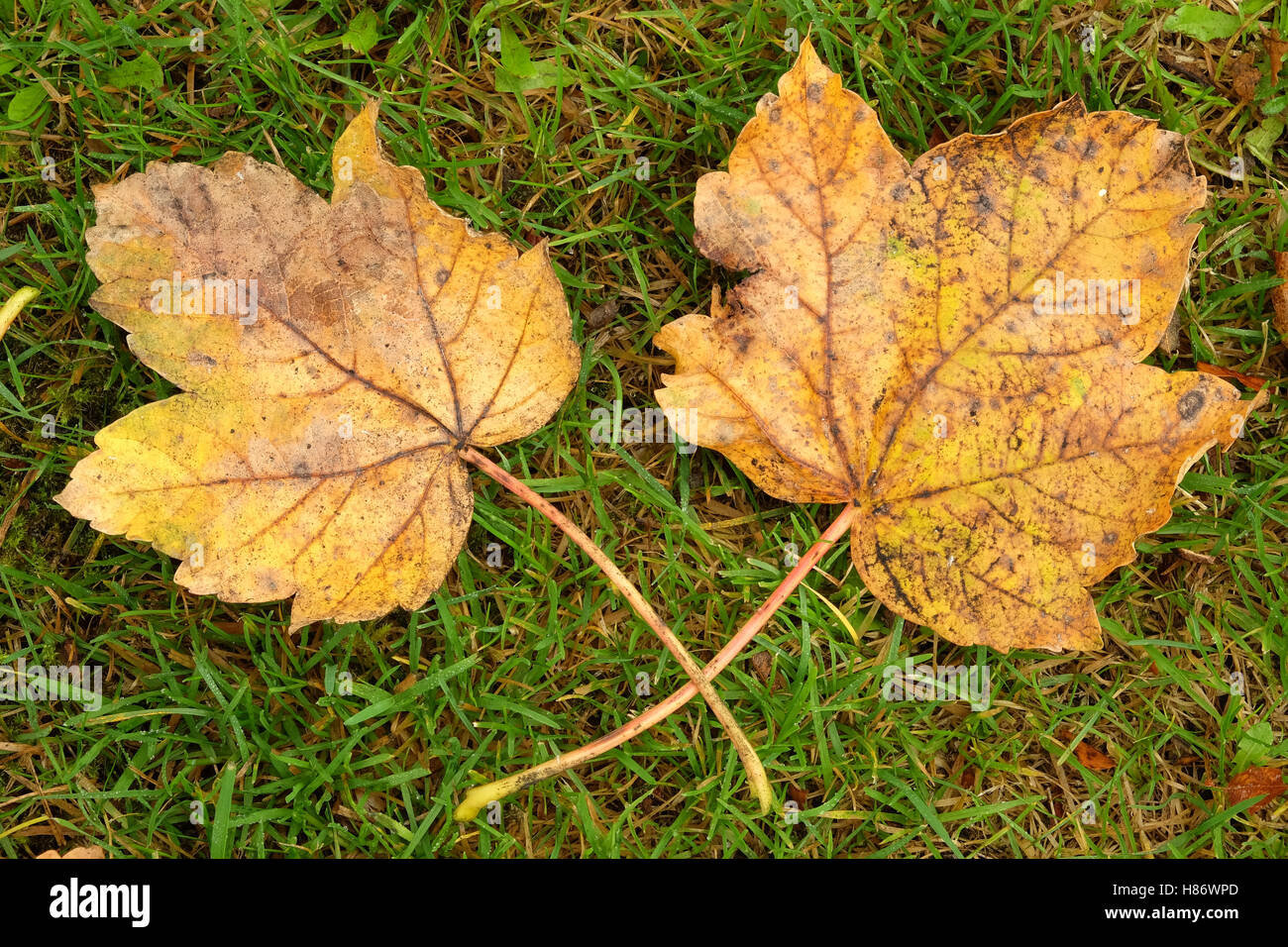 Leaves crossed hi-res stock photography and images - Alamy