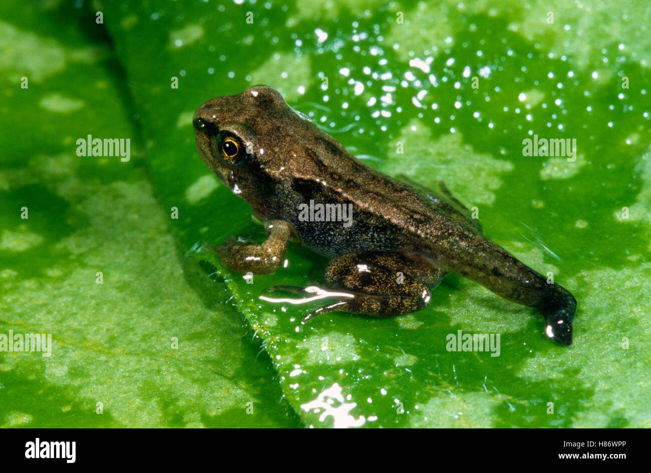Common Frog (Rana temporaria) froglet, Belgium, sequence 2 of 3 Stock ...