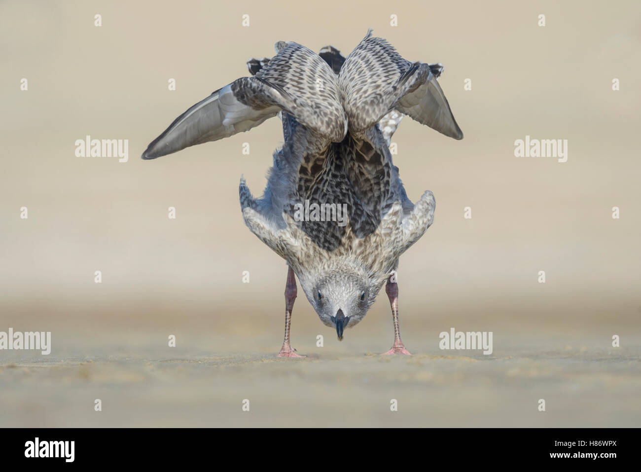 Herring Gull (Larus argentatus) juvenile stretching, Noord-Holland ...