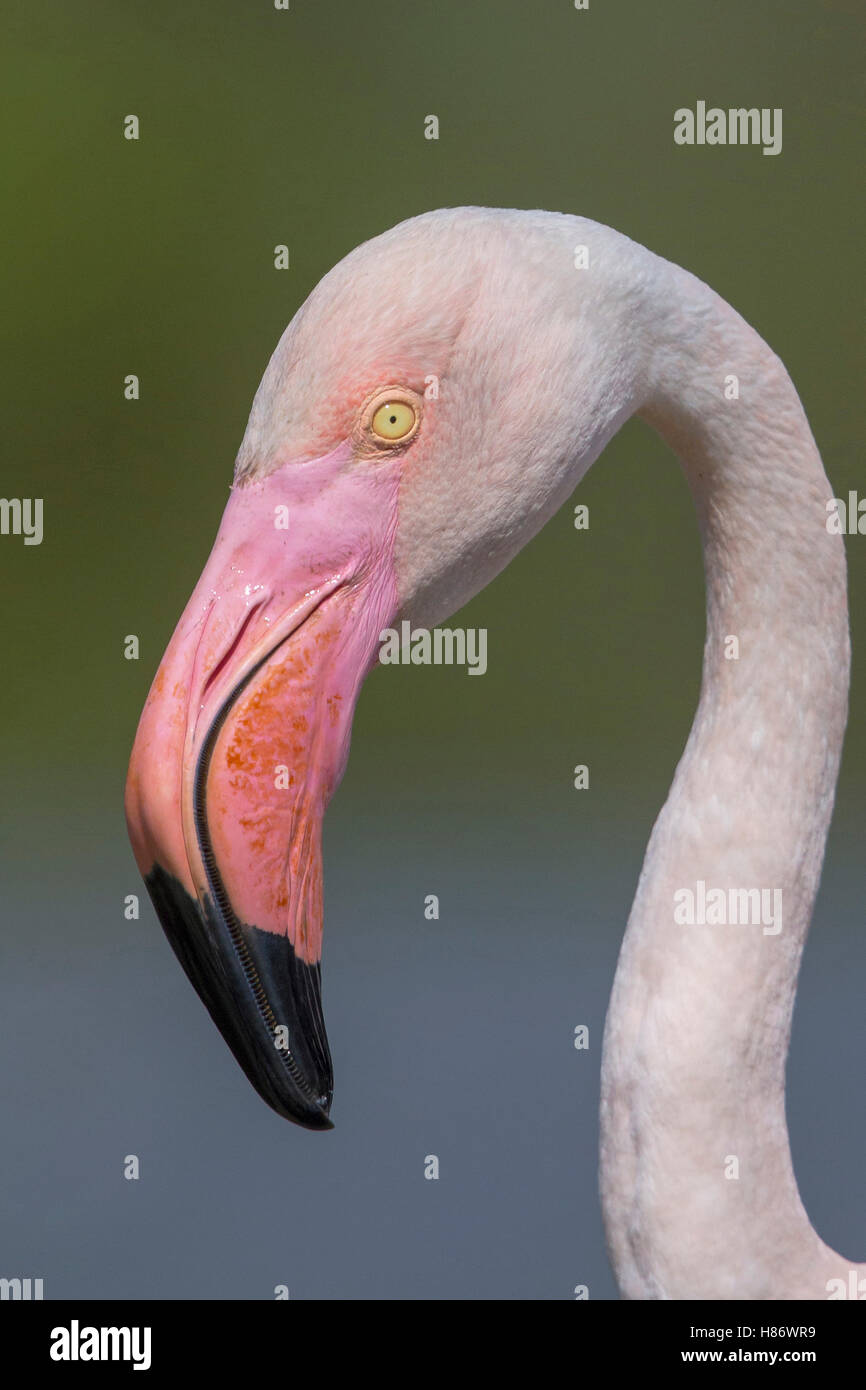 European Flamingo (Phoenicopterus roseus), France Stock Photo - Alamy