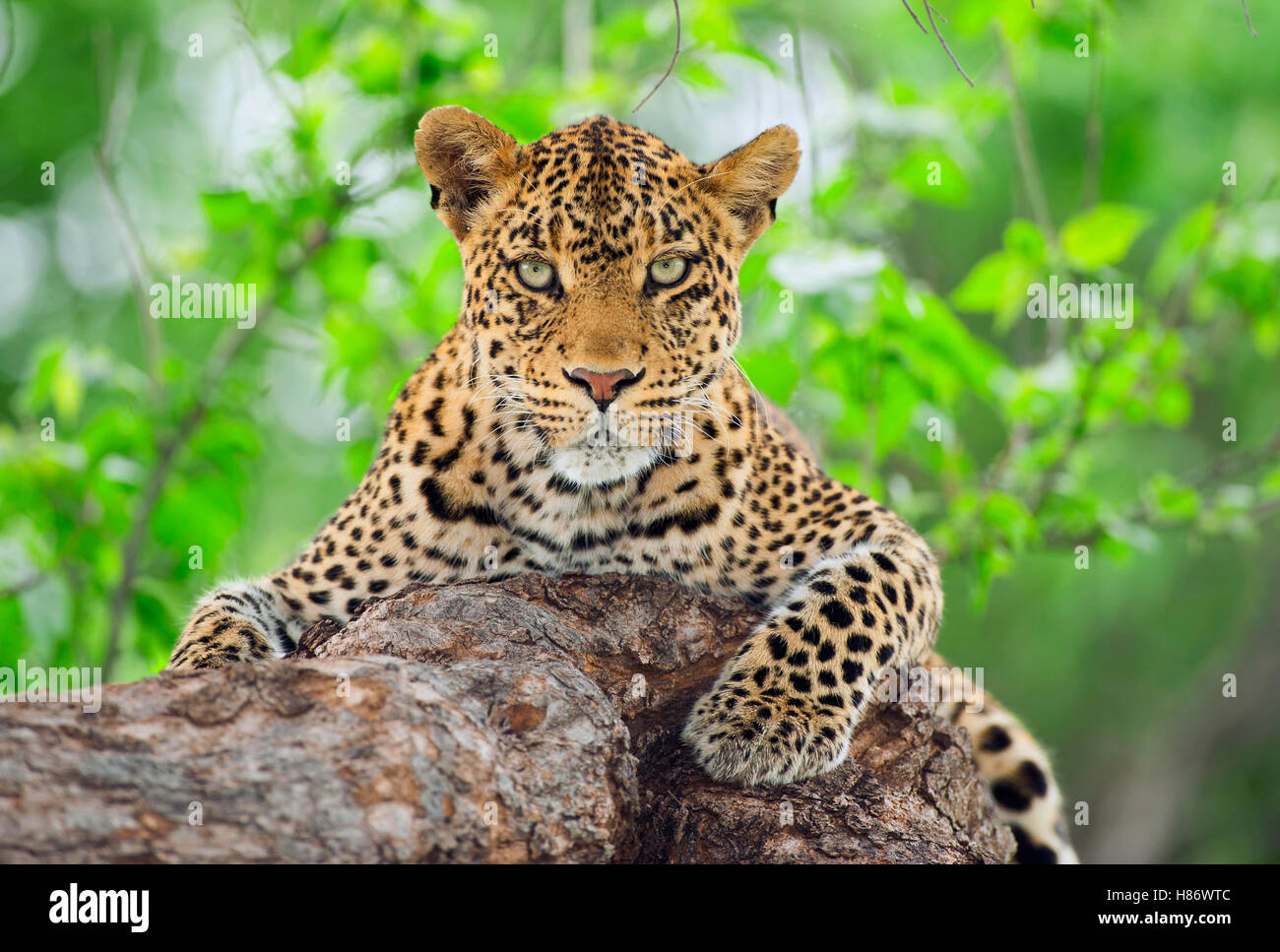 Leopard (Panthera pardus) female, Botswana Stock Photo - Alamy