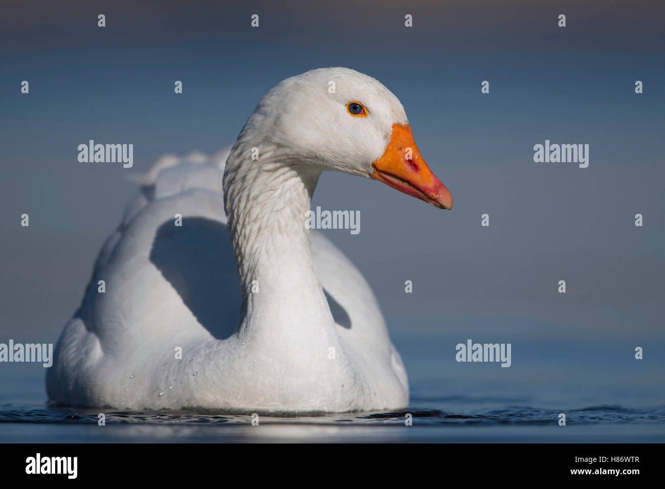 Domestic Goose (Anser anser domesticus), Netherlands Stock Photo - Alamy