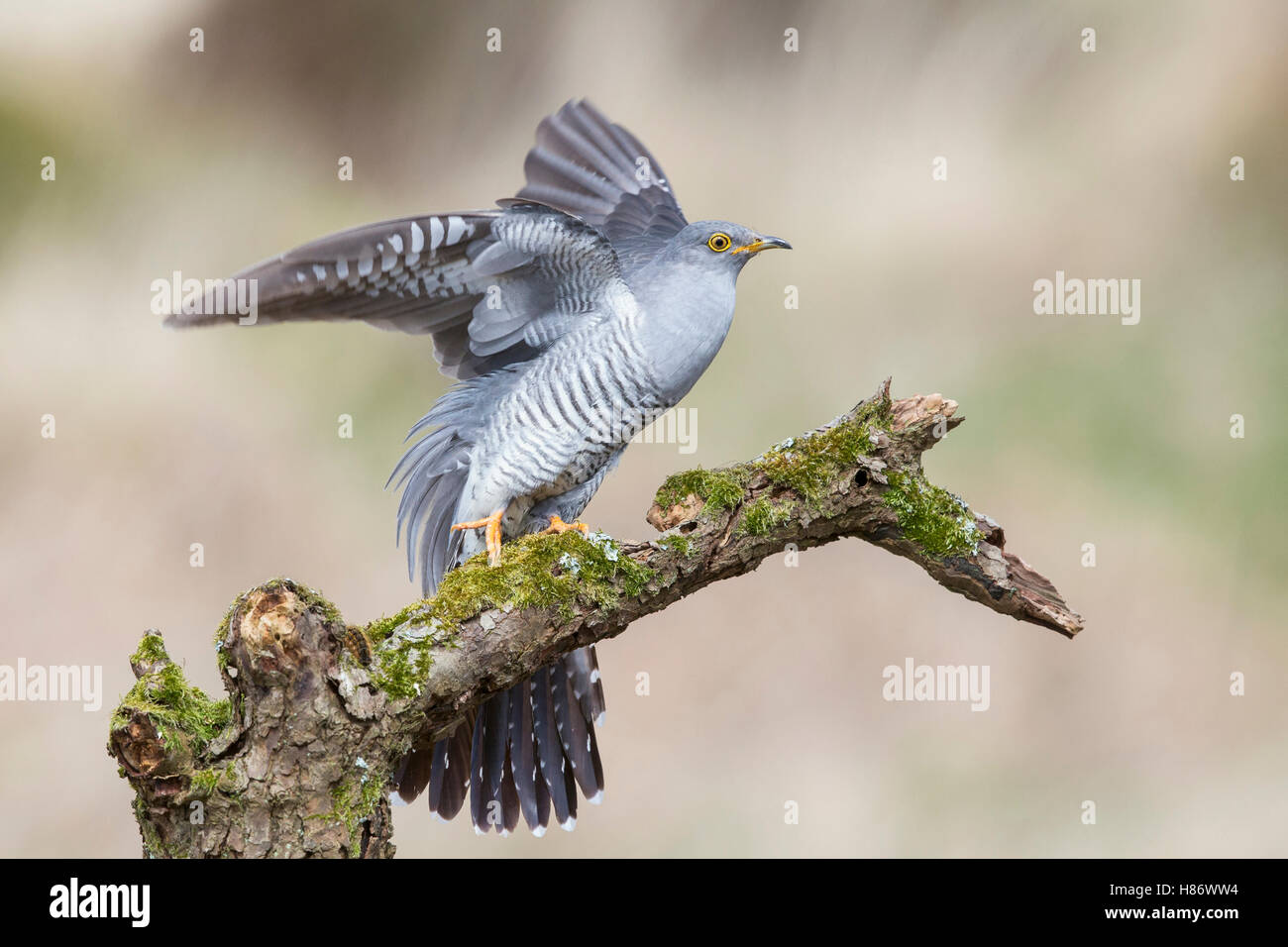 Common Cuckoo (Cuculus canorus) taking flight, Scotland, United Kingdom ...