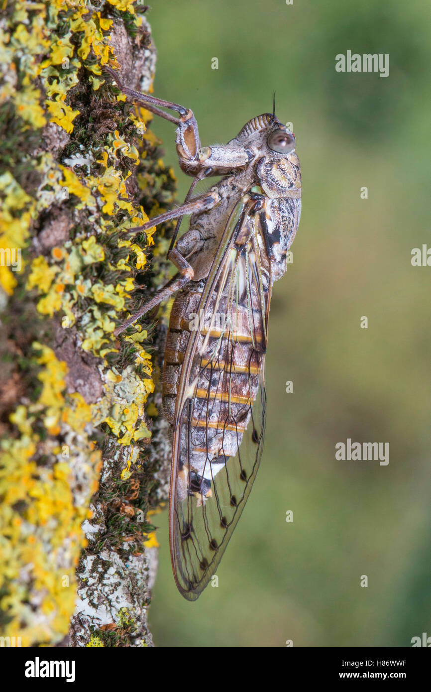 Cicada (Lyristes plebejus), Provence, France Stock Photo - Alamy