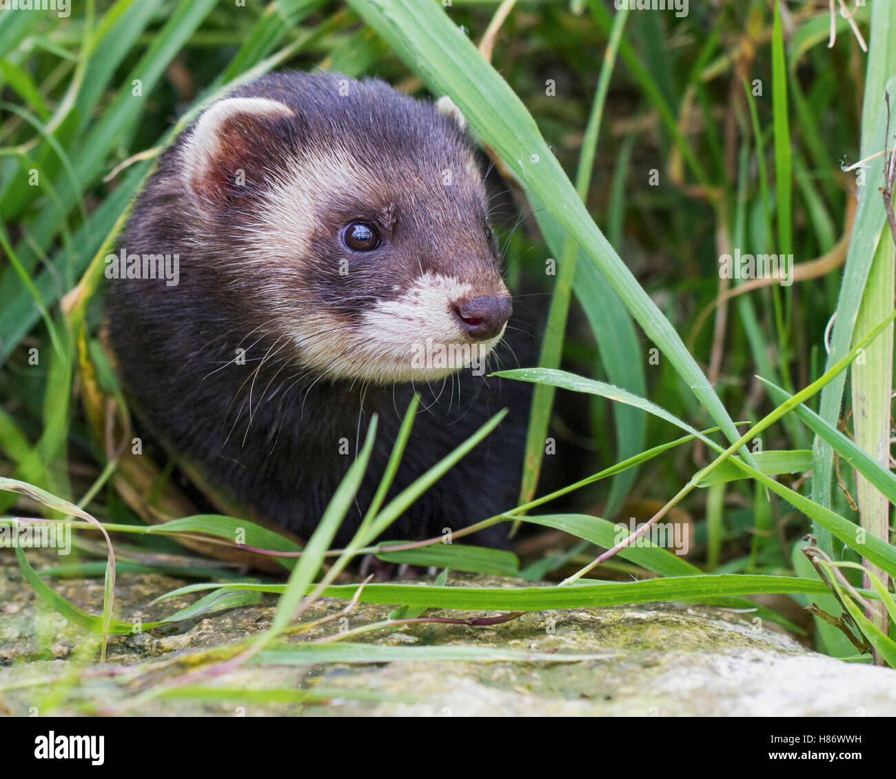 European Polecat (Mustela putorius), Devon, England, United Kingdom ...