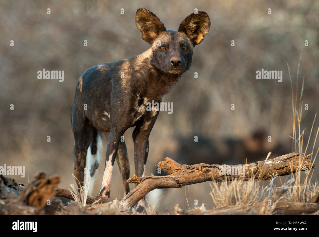 African Wild Dog (Lycaon pictus), Laikipia Plateau, Kenya Stock Photo ...