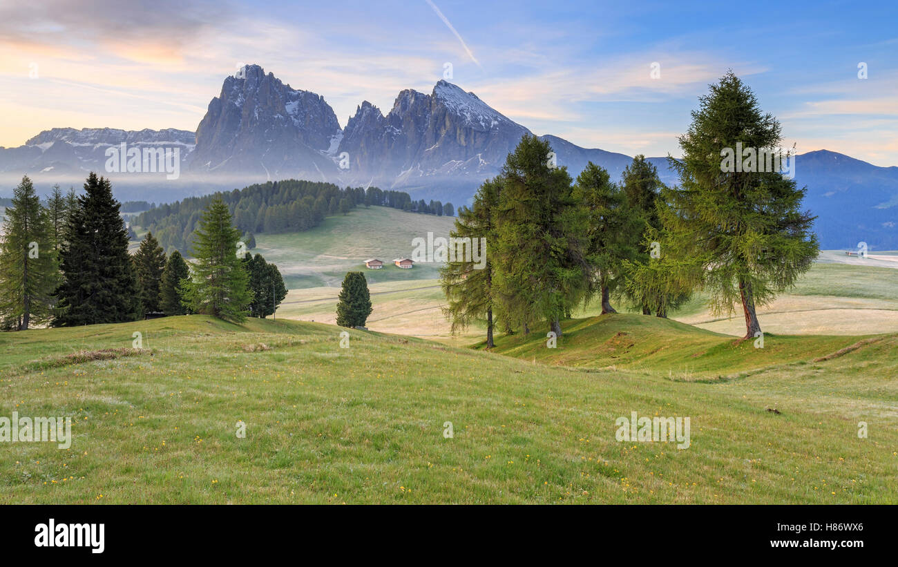 Meadow, Sasso Lungo and Sasso Platto, Trentino, Italy Stock Photo - Alamy