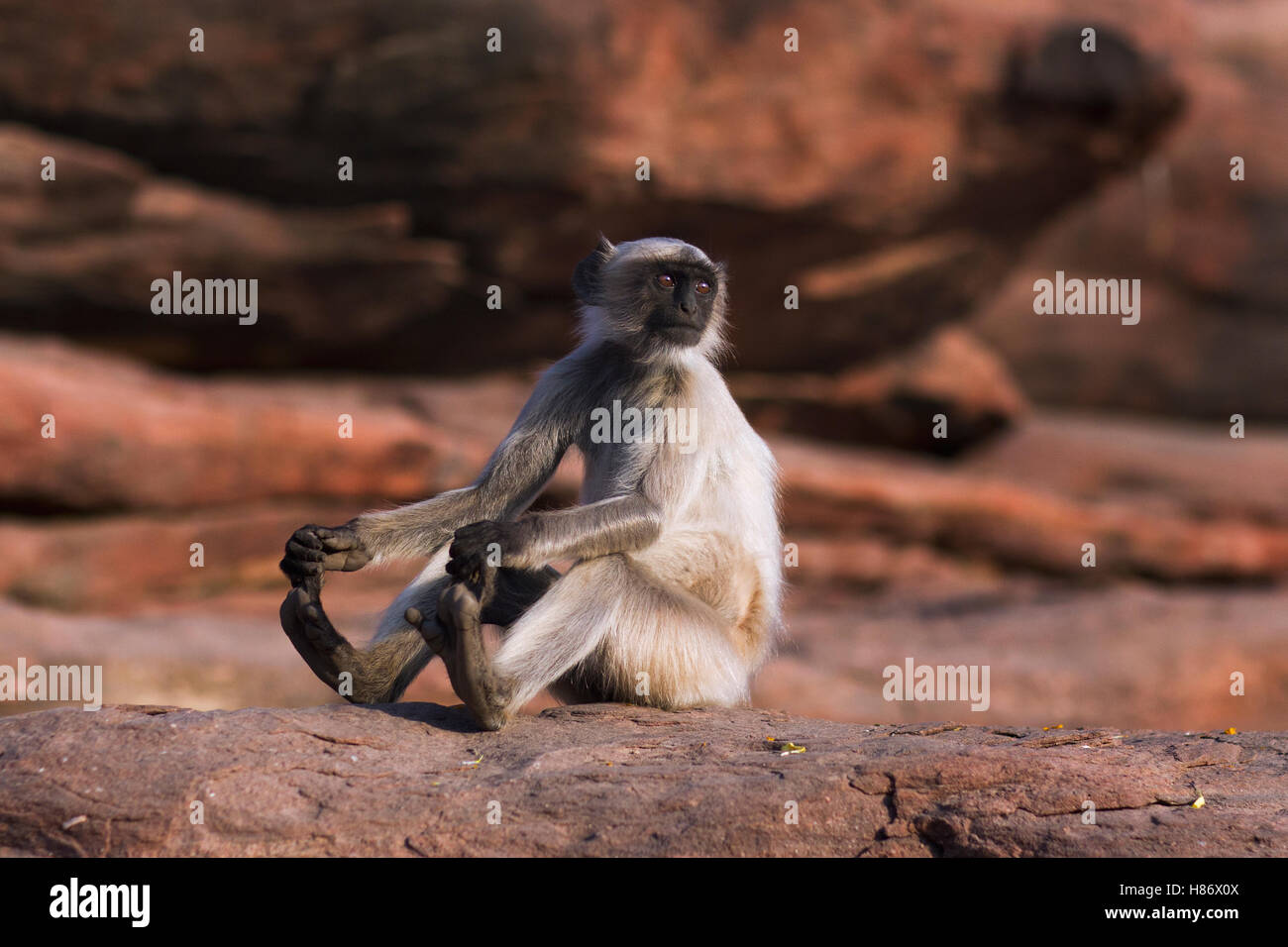 Southern Plains Gray Langur (Semnopithecus dussumieri) female holding ...