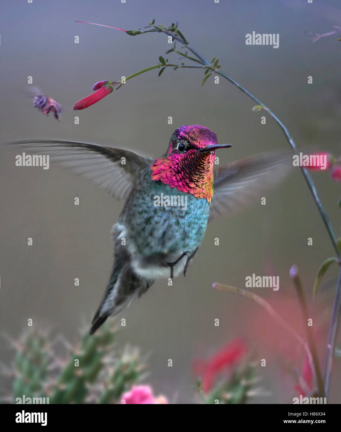Anna's Hummingbird (Calypte anna) flying near bee, Arizona Stock Photo ...