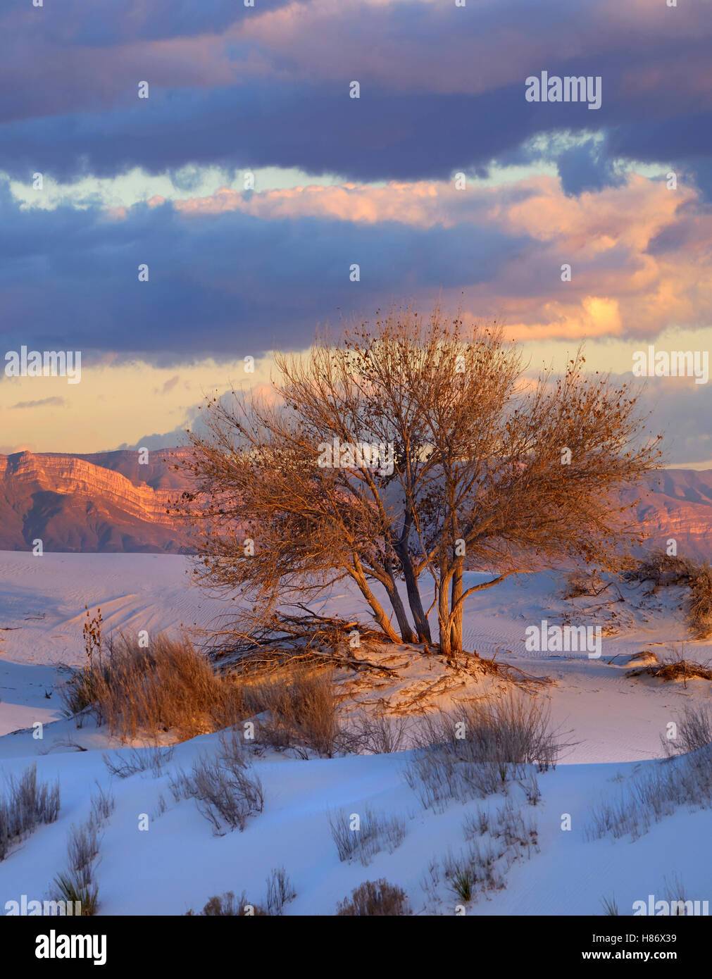 Fremont Cottonwood (Populus fremontii) tree, White Sands National ...
