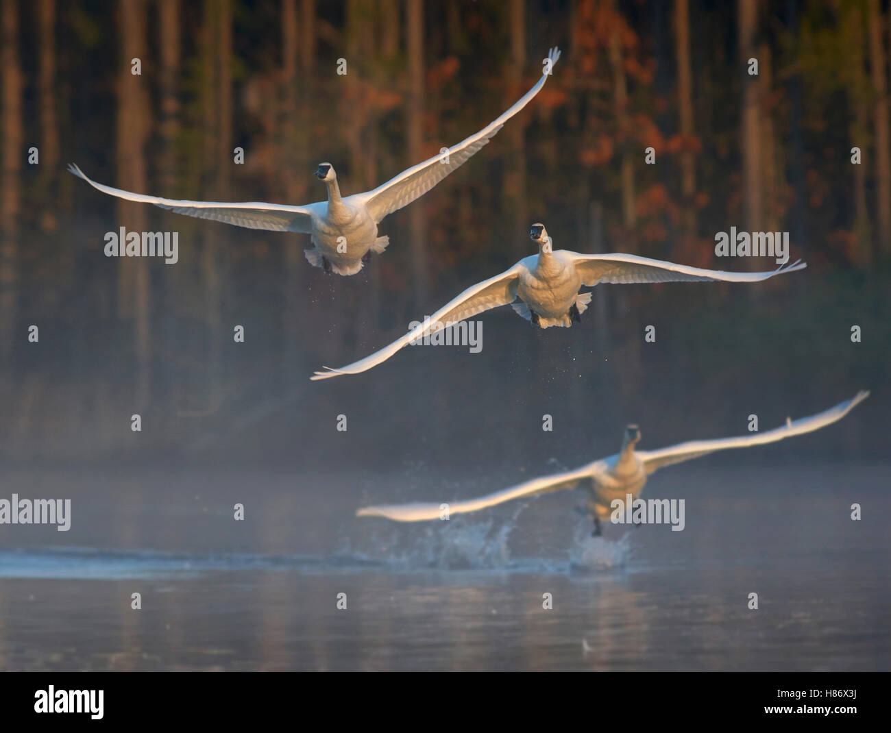 Trumpeter Swan (Cygnus buccinator) trio flying, Magness Lake, Arkansas ...