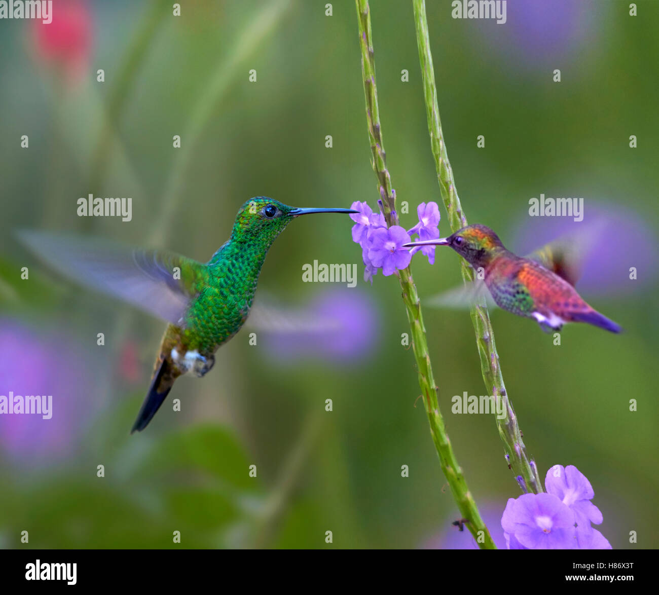 Copper-rumped Hummingbird (Amazilia tobaci) and Green-throated Mango ...