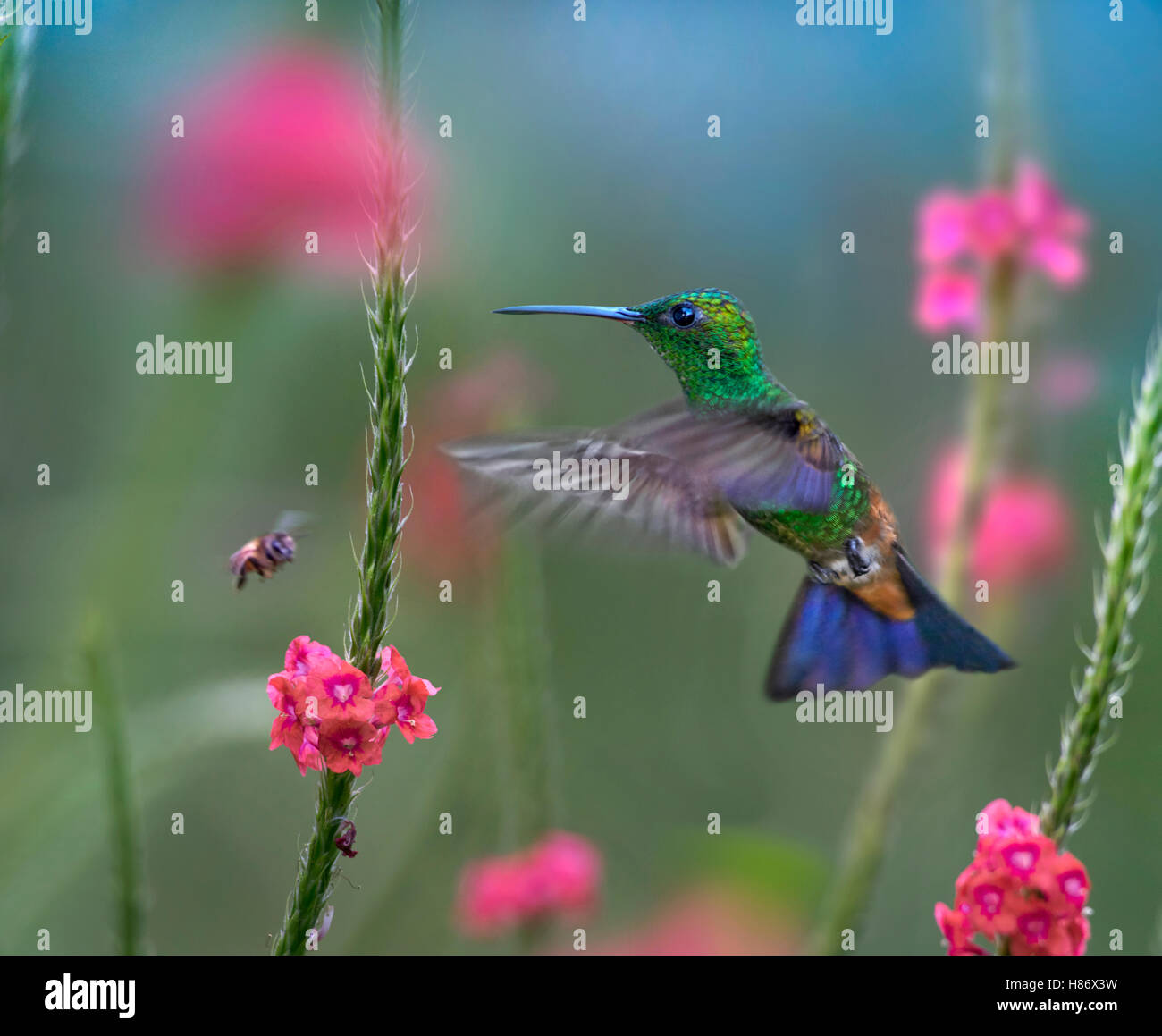 Copper-rumped Hummingbird (Amazilia tobaci) flying, Trinidad, Caribbean ...