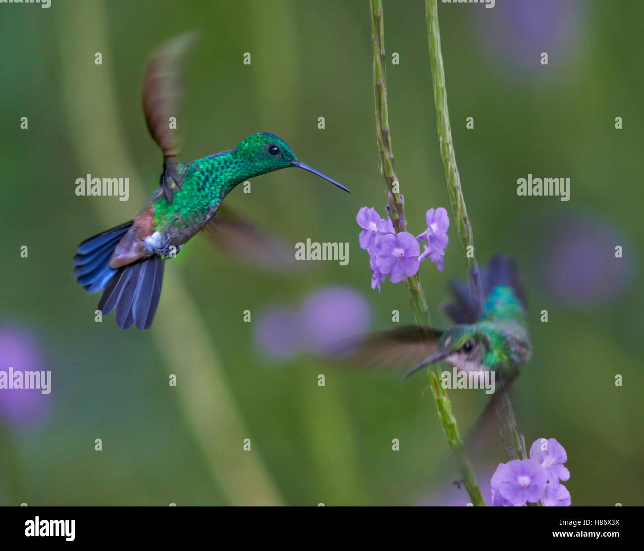 Copper-rumped Hummingbird (Amazilia tobaci) flying, Trinidad, Caribbean ...