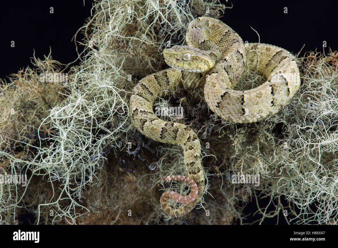 Osborne's Lancehead (Bothrops osbornei) juvenile showing differently ...