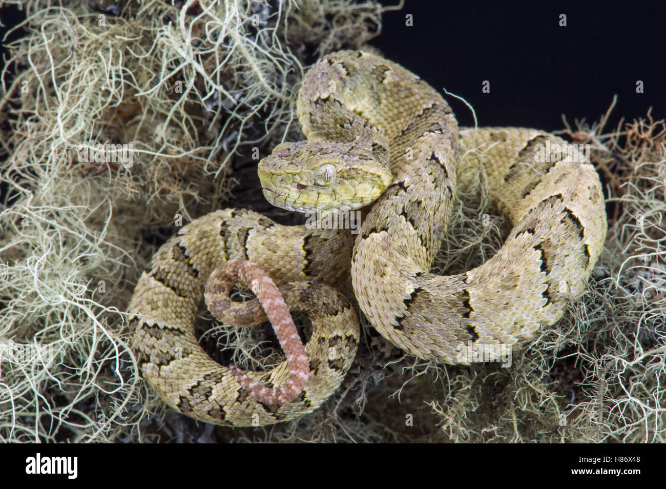 Osborne's Lancehead (Bothrops osbornei) juvenile showing differently ...