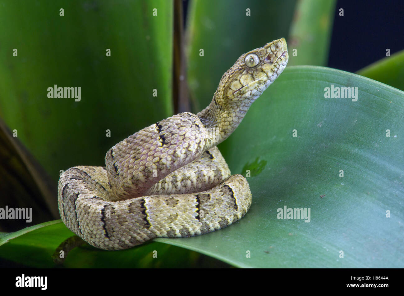 Osborne's Lancehead (Bothrops osbornei) juvenile, native to South ...