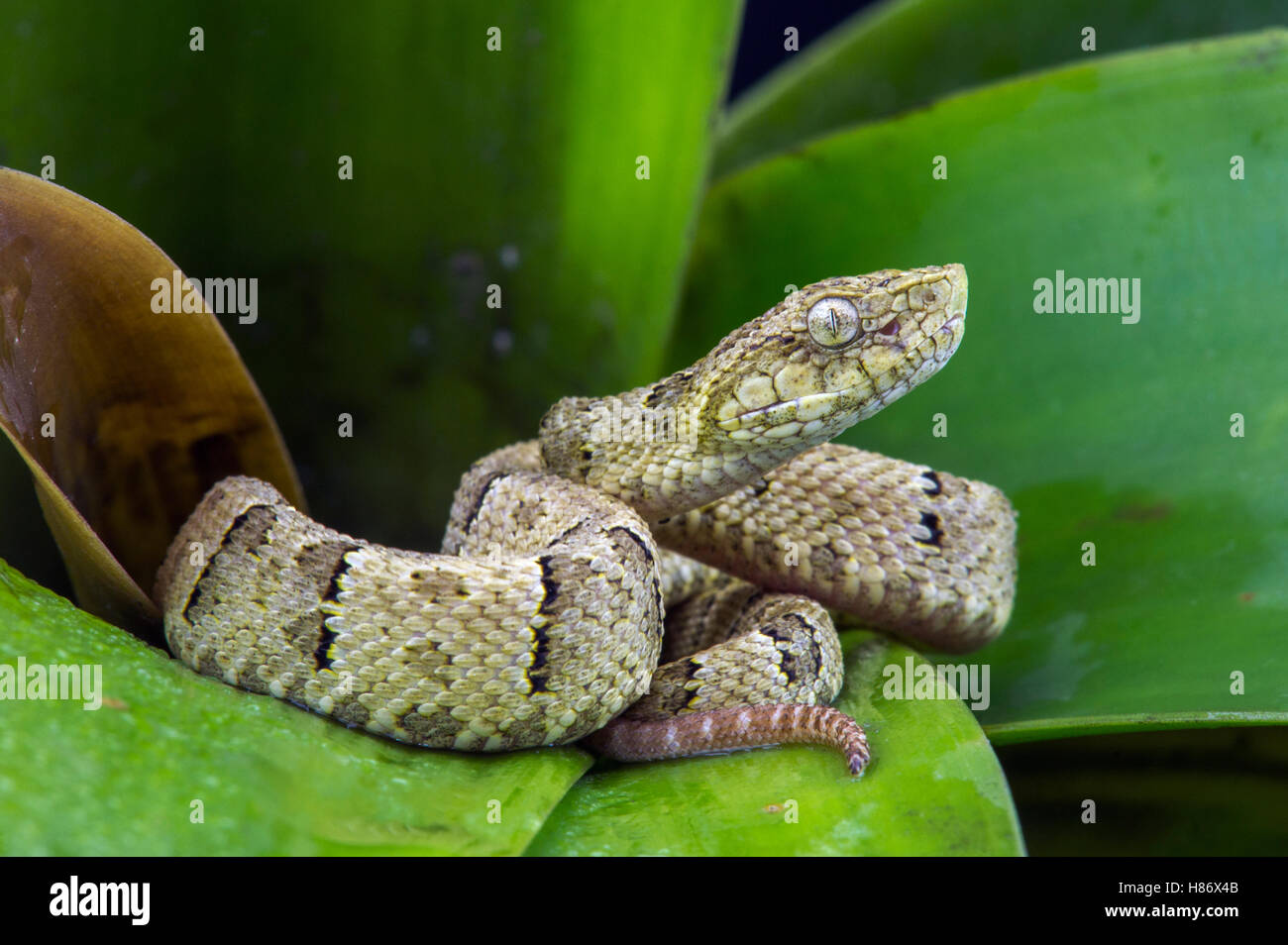 Osborne's Lancehead (Bothrops osbornei) juvenile showing differently ...