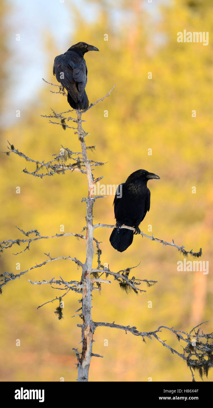 Common Raven (Corvus corax) pair, Oulu, Finland Stock Photo - Alamy