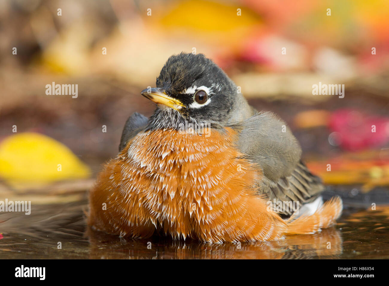 American Robin (Turdus migratorius) bathing, western Montana Stock ...
