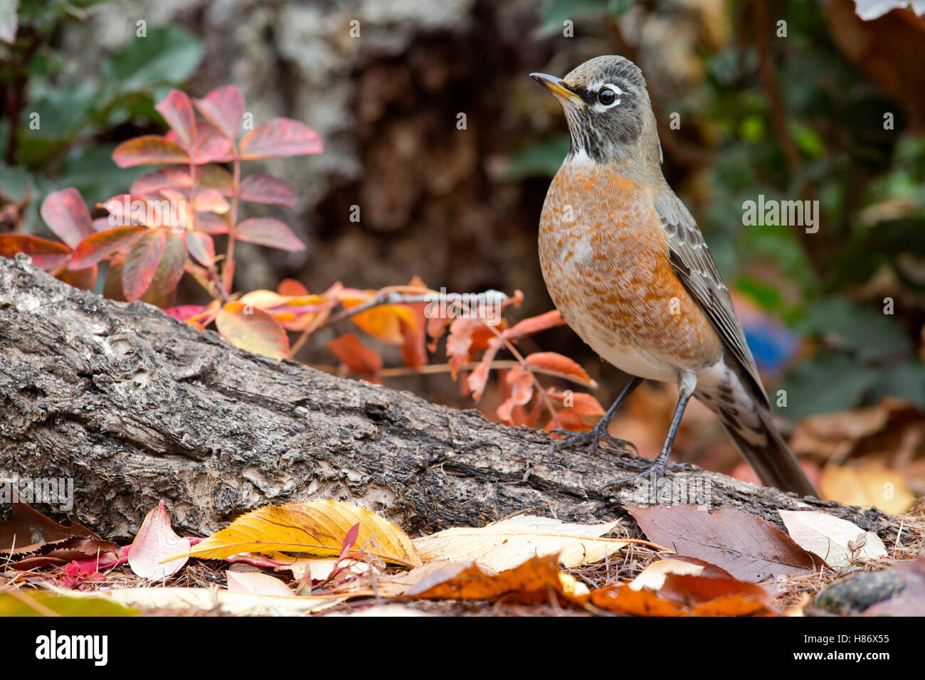 American Robin (Turdus migratorius), western Montana Stock Photo - Alamy
