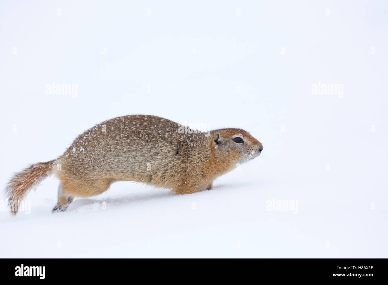 Arctic Ground Squirrel (Spermophilus parryii) running through snow ...