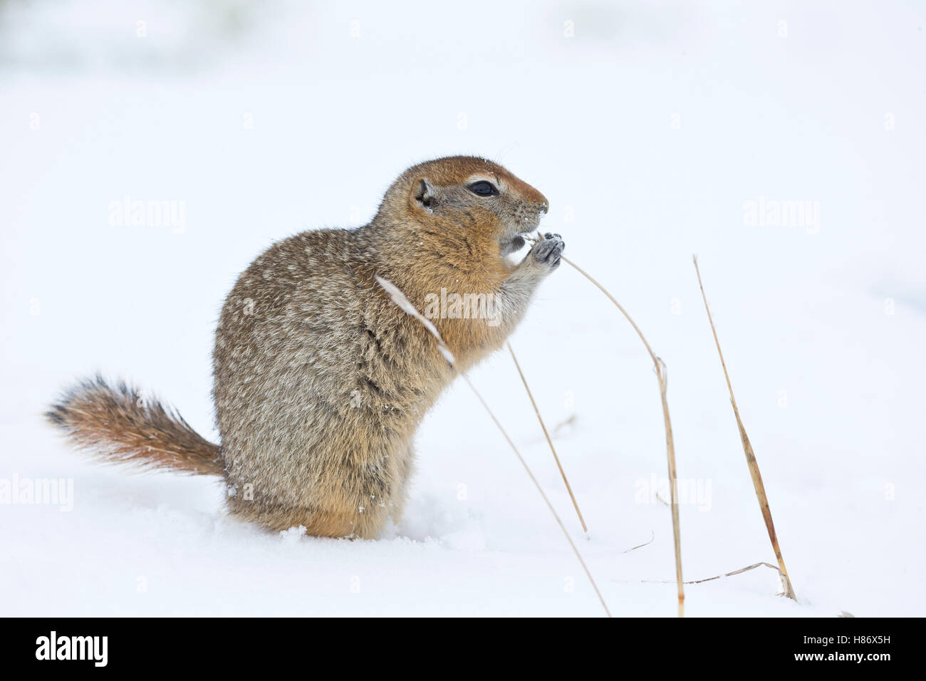 Arctic Ground Squirrel (Spermophilus parryii) feeding in snow, central Alaska Stock Photo - Alamy