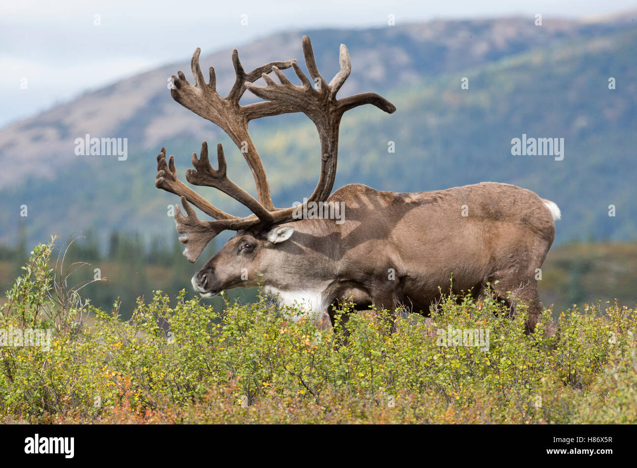 Barren-ground Caribou (Rangifer tarandus groenlandicus) bull, central ...