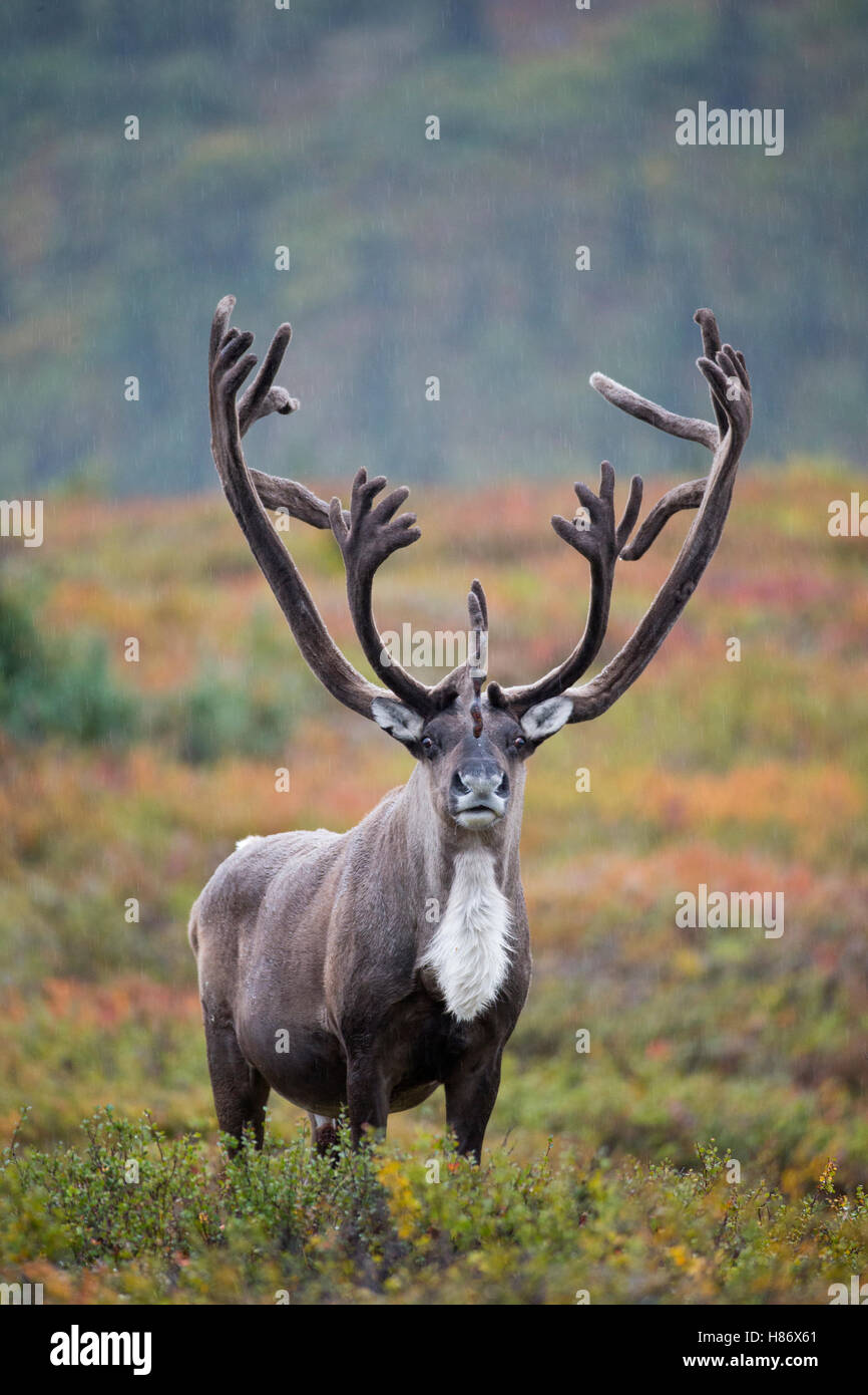 Barren-ground Caribou (Rangifer tarandus groenlandicus) bull in ...