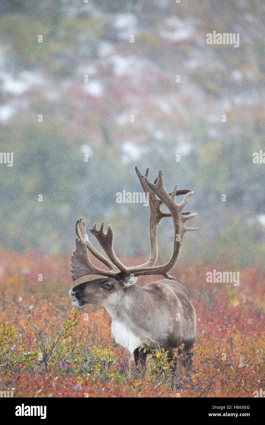Barren-ground Caribou (Rangifer tarandus groenlandicus) bull during ...